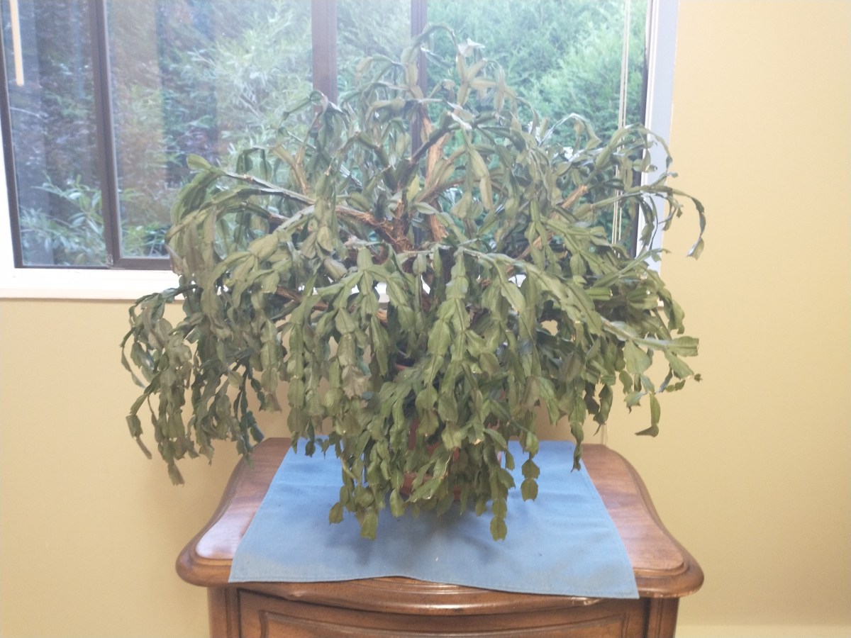 Root Rot | An Everyday Pilgrim