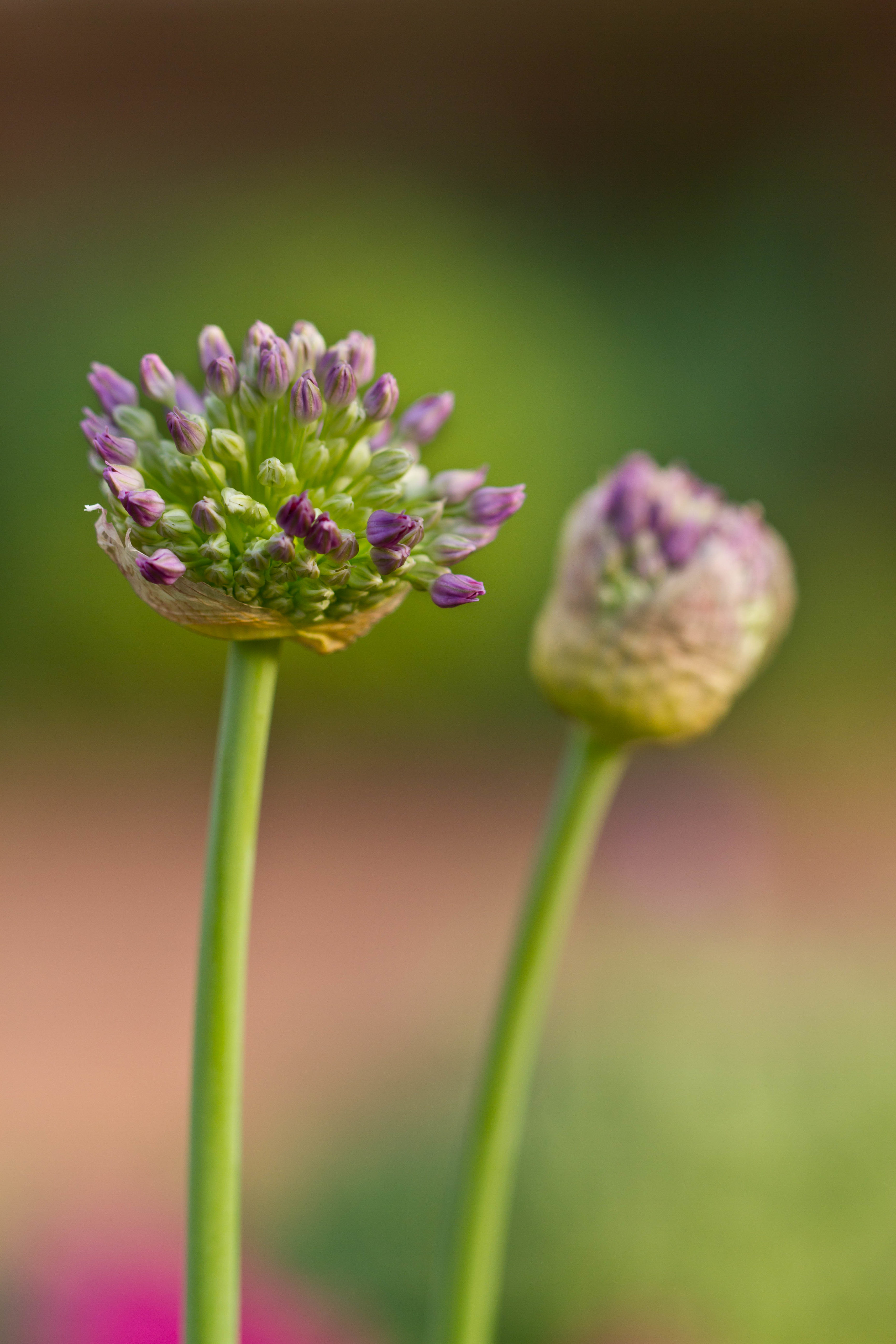 A Little Resurrection | An Everyday Pilgrim