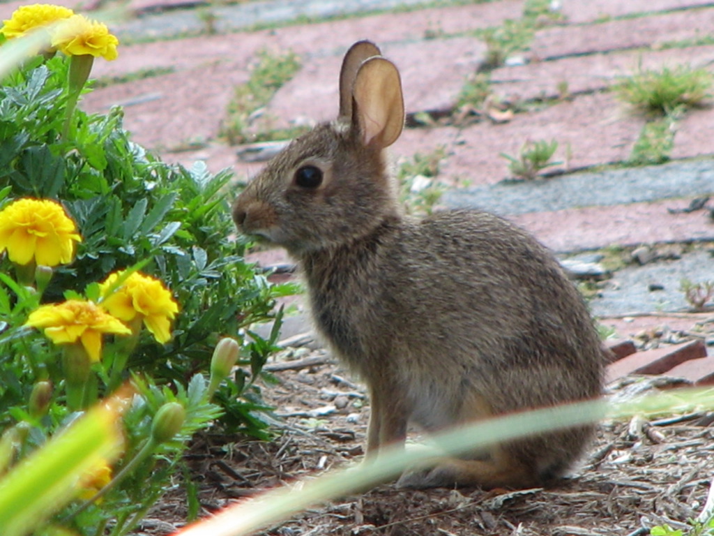 Rabbit Trails | An Everyday Pilgrim